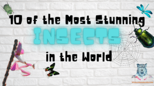 10 of the Most Stunning Insects in the World - Wildanimalsland