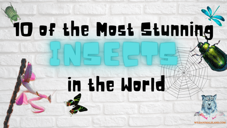 10 of the Most Stunning Insects in the World - Wildanimalsland
