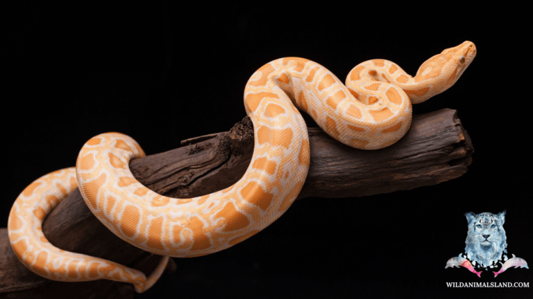 10 Wild Animals You Can Keep as Pets - Wildanimalsland