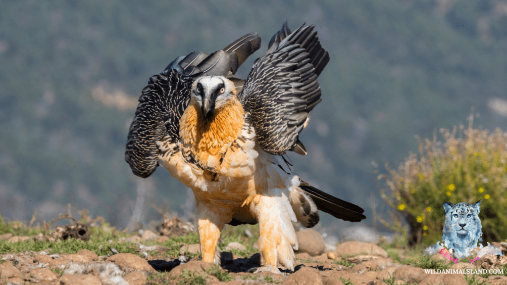 10 most Dangerous Birds in The World - Wildanimalsland