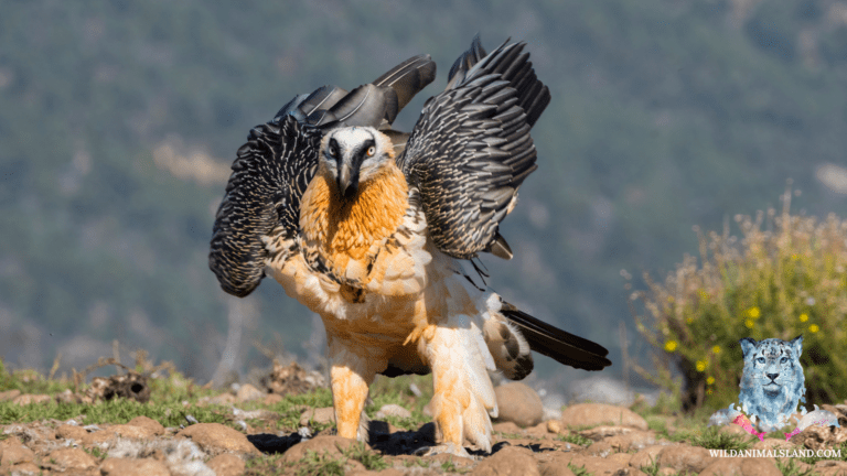 10 most Dangerous Birds in The World - Wildanimalsland