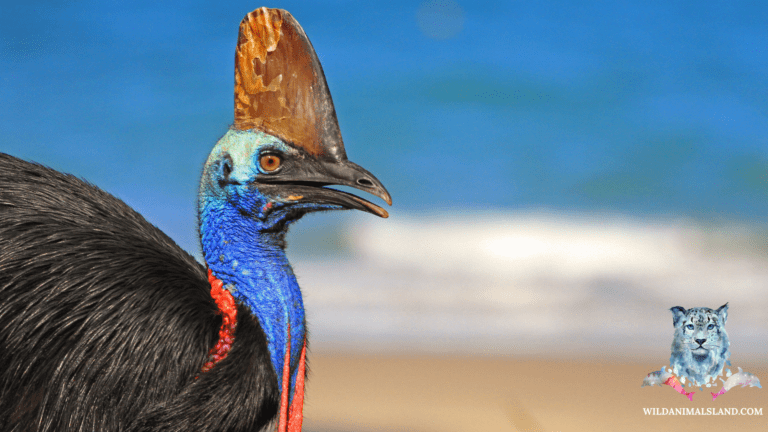 10 most Dangerous Birds in The World - Wildanimalsland
