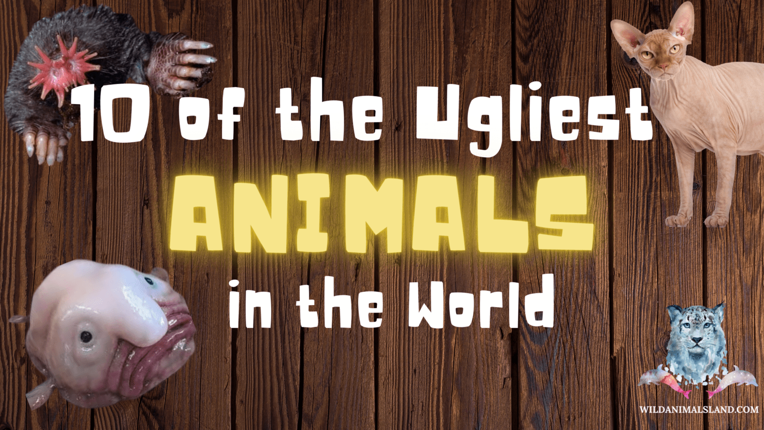 10 of the Ugliest Animals in the World - Wildanimalsland