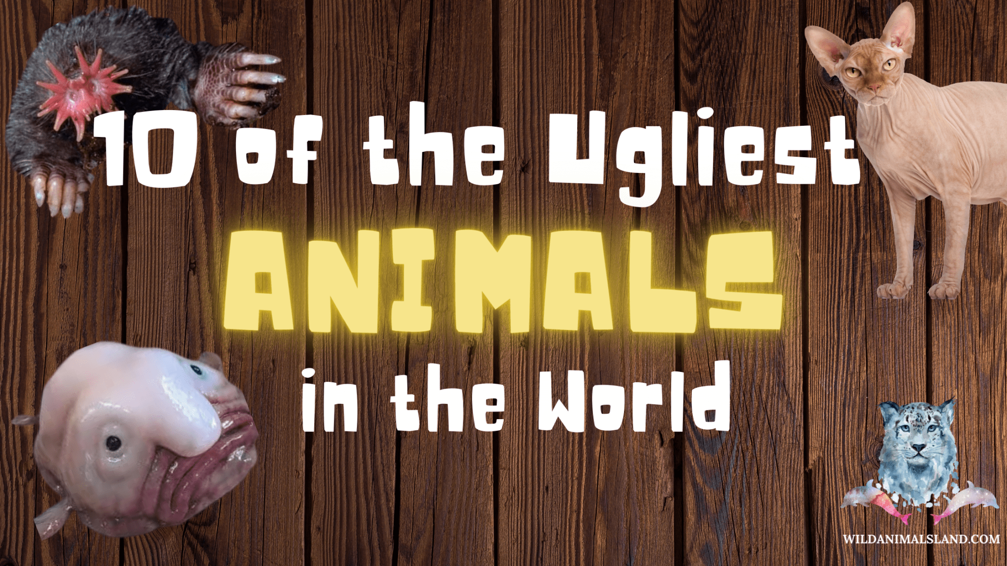 10 of the Ugliest Animals in the World - Wildanimalsland