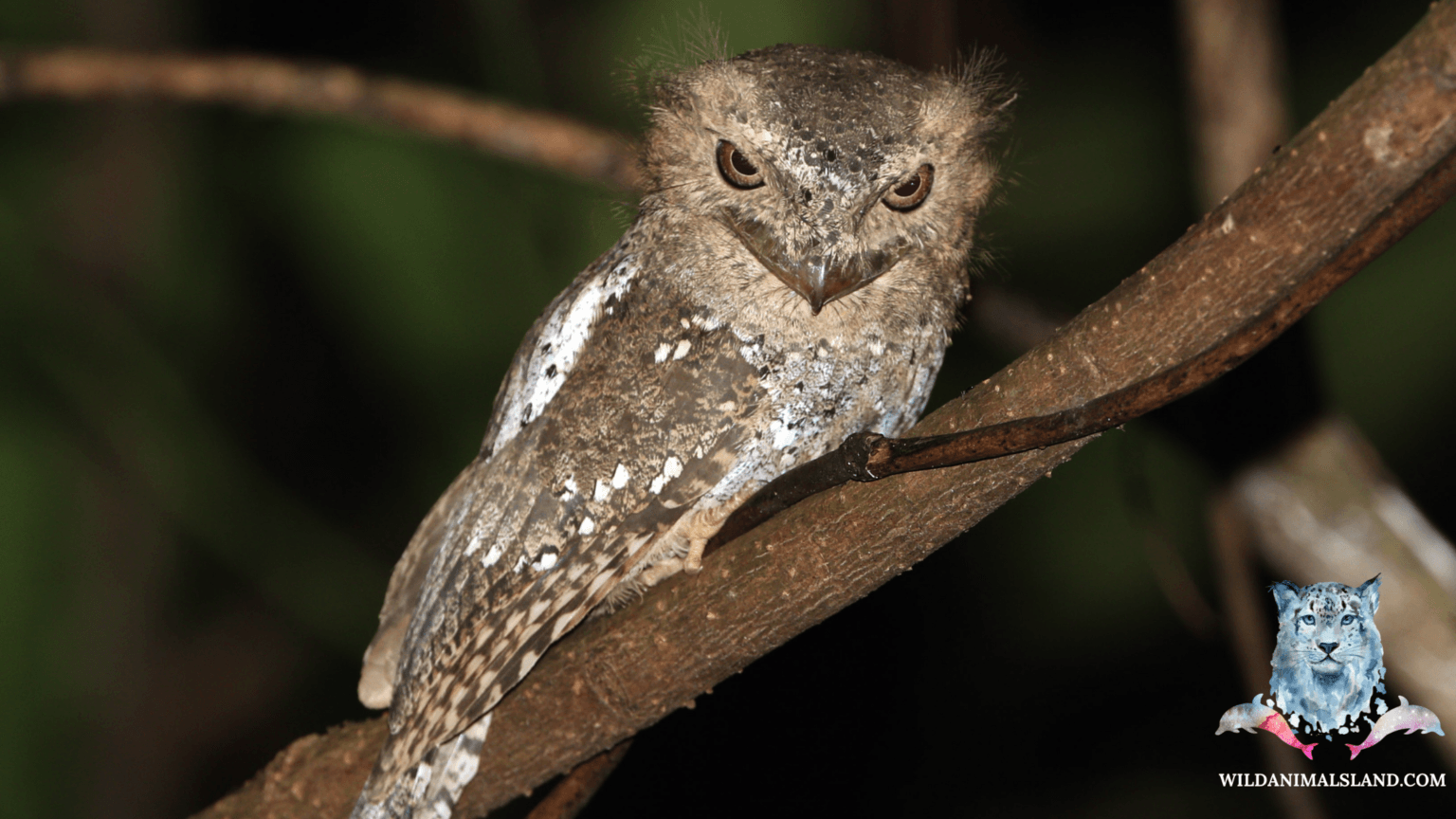 14 Of the World's Ugliest Birds - Wildanimalsland