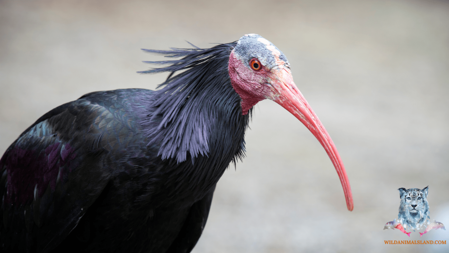 14 Of the World's Ugliest Birds - Wildanimalsland