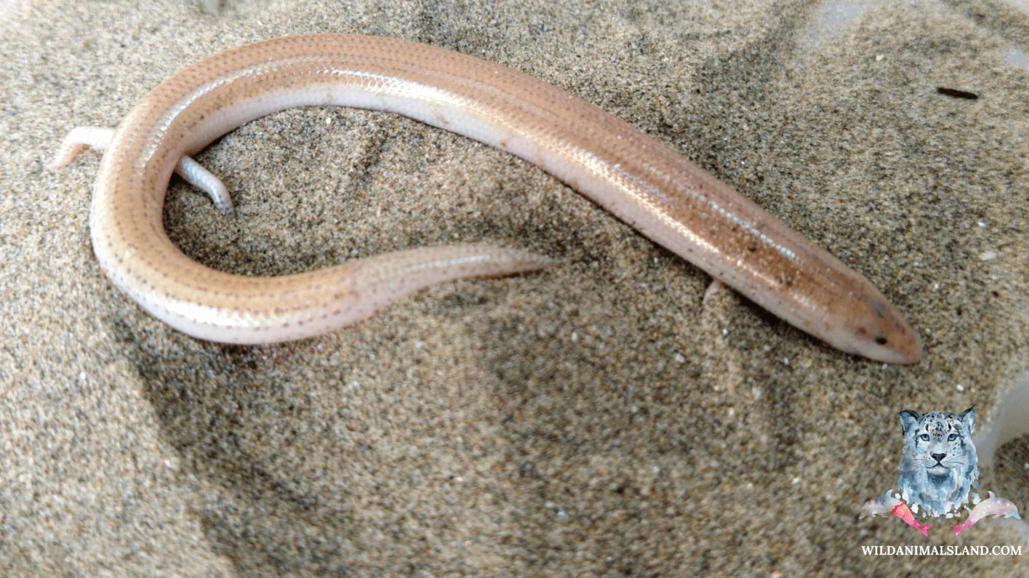 Ophiomorus tridactylus (Indian sand swimmer) - Wildanimalsland