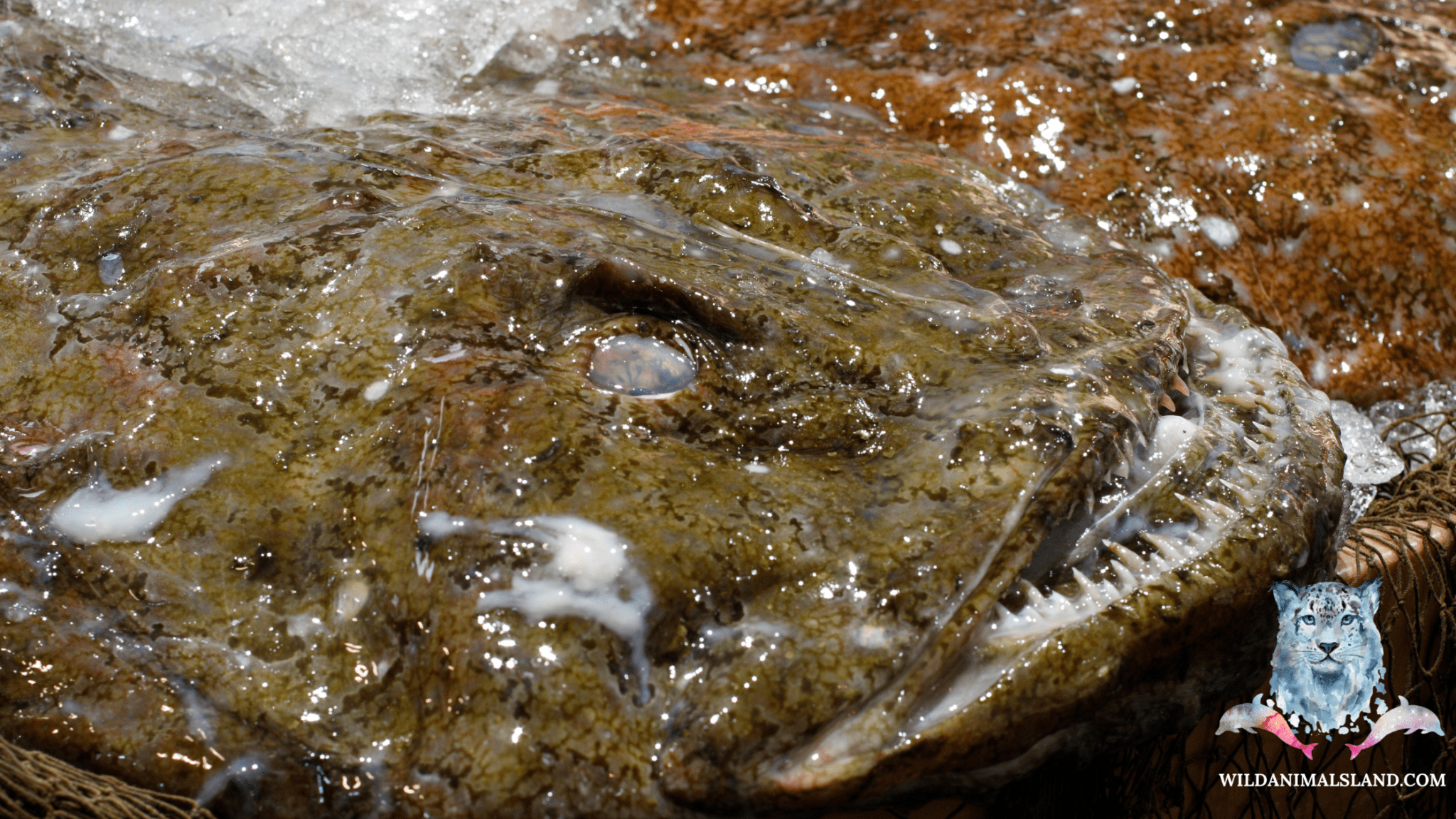 10 of the Ugliest Animals in the World - Wildanimalsland