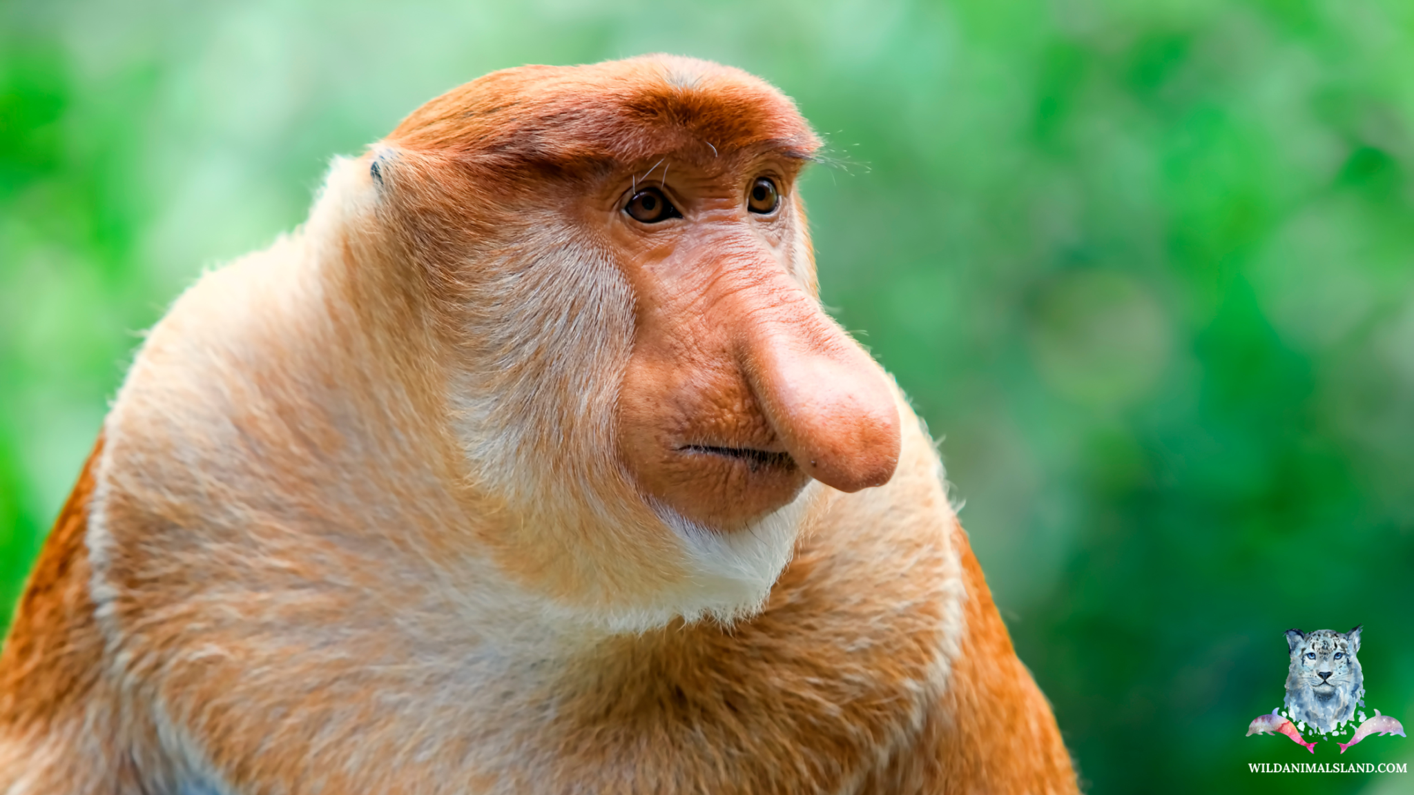 15 Animals with the Funniest Noses That Will Make You Smile ...