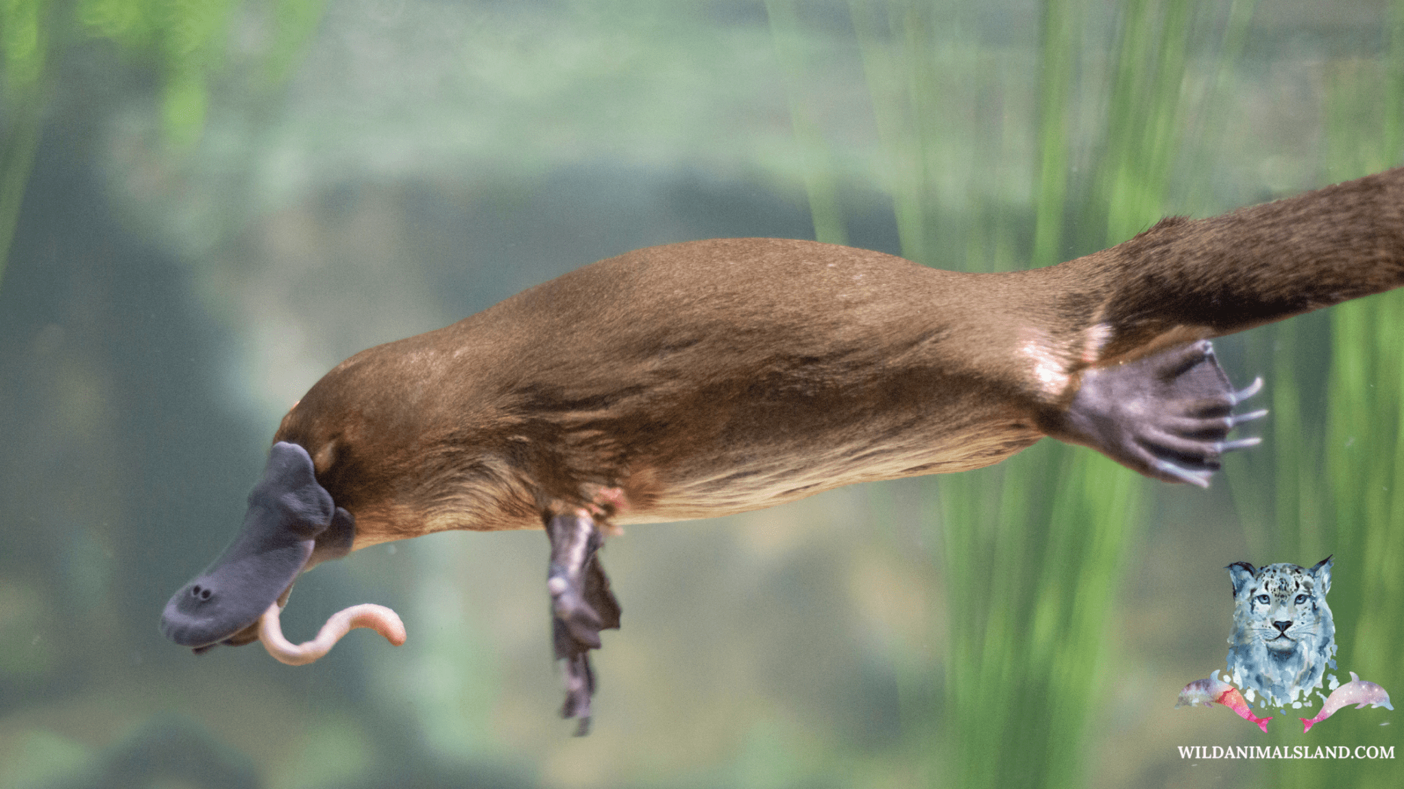 16 Animals with Defense Superpowers - Wildanimalsland