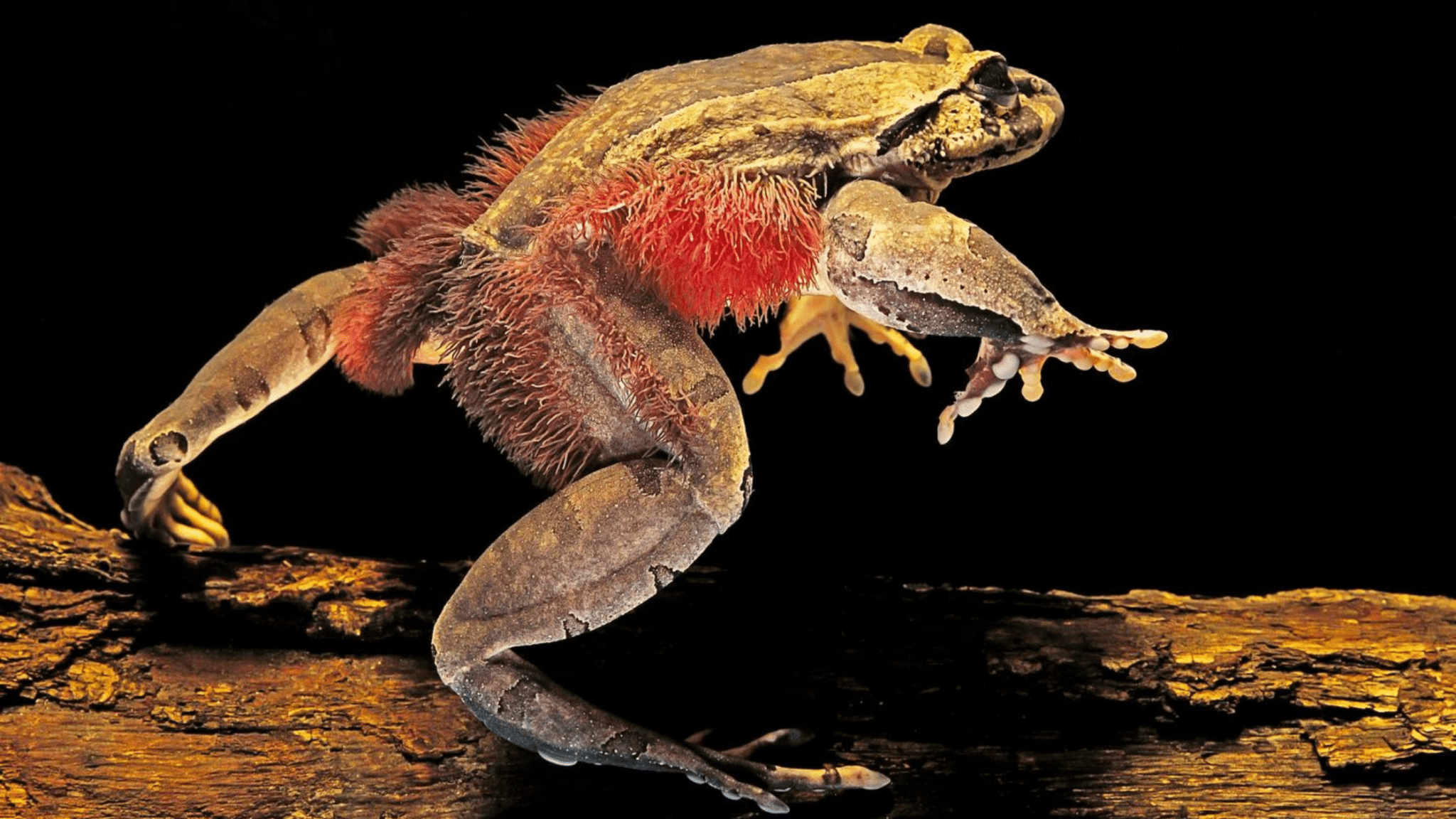 16 Animals with Defense Superpowers - Wildanimalsland